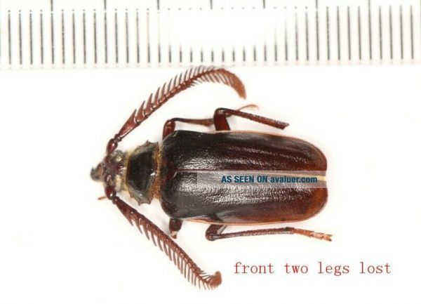 CERAMBYCIDAE PRIONIDAE PRIONINAE Prionus From YUNNAN (2) | #23808705