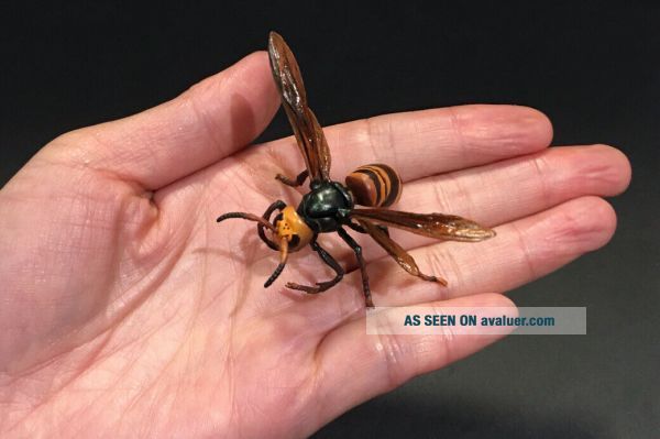 Yujin Kaiyodo Japan Exclusive Asian Giant Wasp Hornet Insect PVC Figure ...