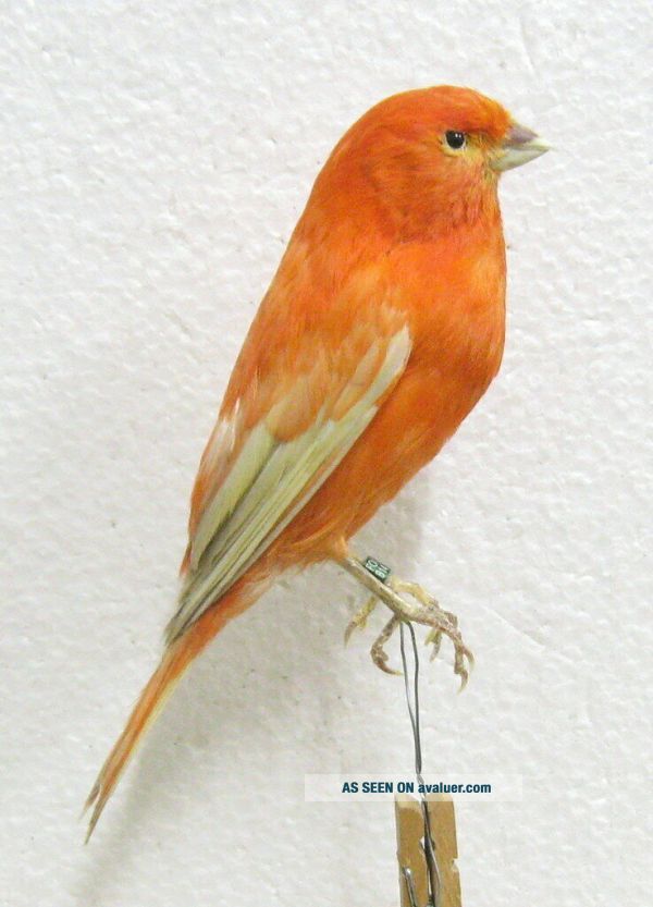 Taxidermy : Red Canary Mounted Only Wire - Real Bird Parrot | #23817130