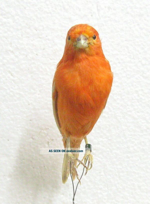 Taxidermy : Red Canary Mounted Only Wire - Real Bird Parrot | #23817130