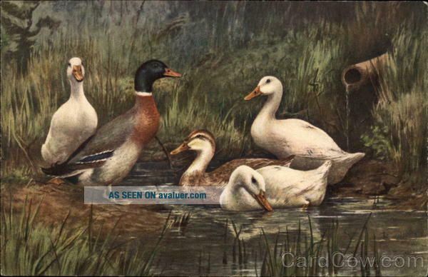 Ducks On Pond Postcard Vintage Post Card | #26309317