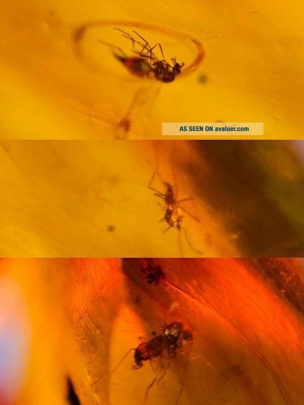 Unique Diptera Fly Bugs Burmite Myanmar Burmese Amber Insect Fossil ...