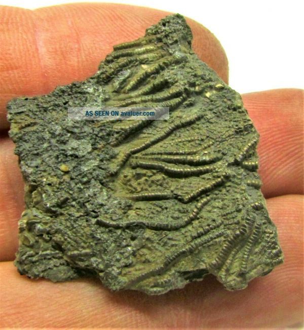 Pyrite Crinoid Fossil UK Jurassic Pentacrinites Fossilis Charmouth ...