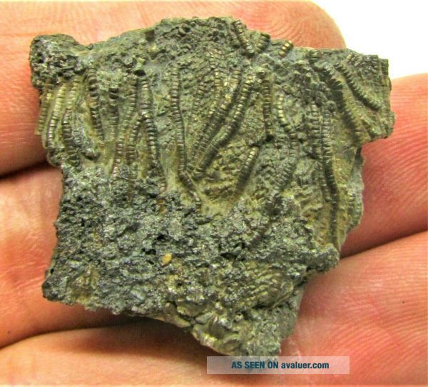 Pyrite Crinoid Fossil UK Jurassic Pentacrinites Fossilis Charmouth ...