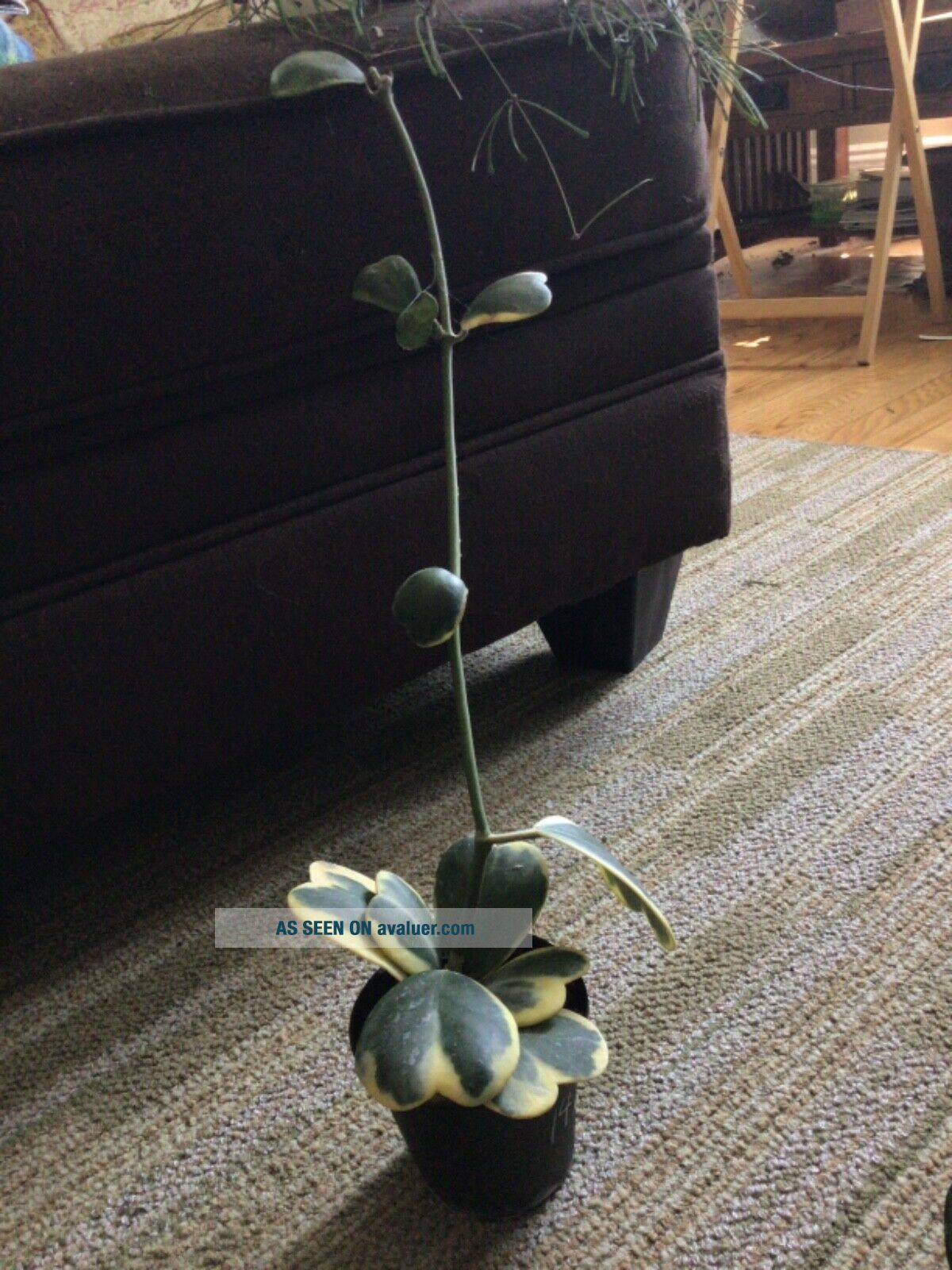 Rare Hoya Kerri Variegated Long Rooted Plant 12 Leaves | #58577220